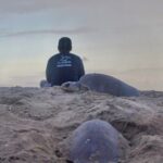 4 in 1 Tour - Mazunte, Cacao Factory, La Ventanilla National Park & Turtle Spawn - Who Would Appreciate This Experience?