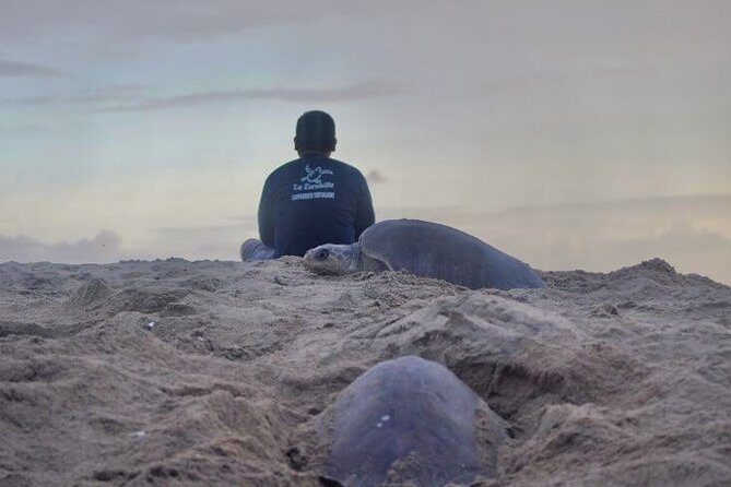 4 in 1 Tour - Mazunte, Cacao Factory, La Ventanilla National Park & Turtle Spawn - Who Would Appreciate This Experience?