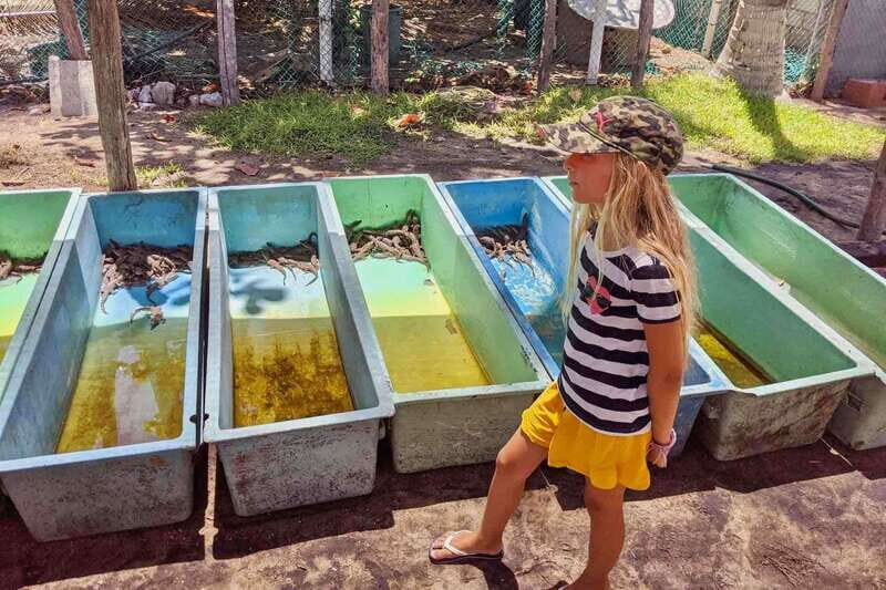 4-in-1 Tour - Mazunte, Cacao Factory & Turtle Spawn/Release - A Deep Dive into What You Can Expect