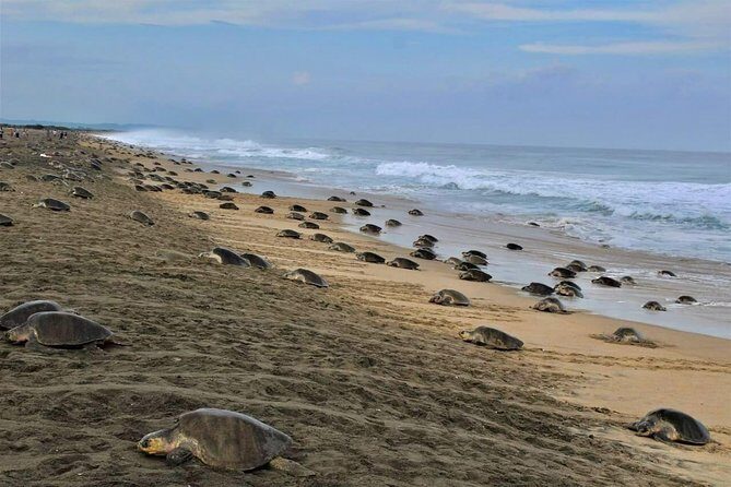 4-in-1 Tour - Mazunte,Cacao Factory, La Ventanilla & Turtle Spawn - Exploring La Ventanilla: Wildlife and Natural Beauty