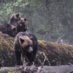 4hr Custom Private Tour of Ketchikan (14 People) Wildlife + More - Detailed Breakdown of the Tour Experience