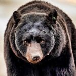 4hr Ketchikan Private custom tour (4 people) Wildlife + More - FAQs