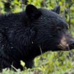 5.5-Hour Jasper Wildlife and Waterfalls Tour with Maligne Lake Cruise from Jasper - The Overall Value
