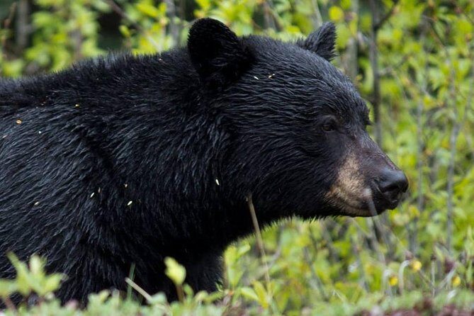 5.5-Hour Jasper Wildlife and Waterfalls Tour with Maligne Lake Cruise from Jasper - The Overall Value