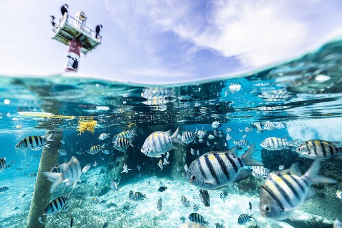 5-in-1 Cancun Snorkeling Tour with Sea Life & Transport Included - Who Will Love This Tour?