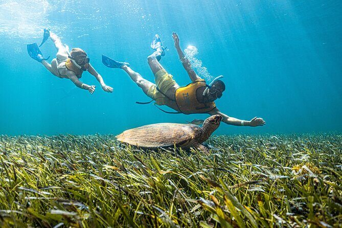 5-in-1 Cancun Snorkeling: Turtles, Reef, Musa, Shipwreck, Cenote - What Sets This Tour Apart