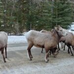 6 Day Canadian Rocky Mountains Explorer Private Tour - Authentic Experiences and Tips
