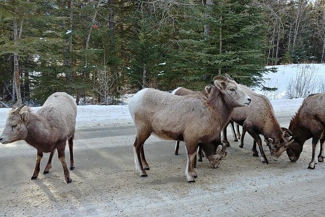 6 Day Canadian Rocky Mountains Explorer Private Tour - Authentic Experiences and Tips