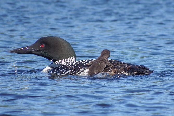 6 Hour Algonquin Park Canoe Trip - The Experience’s Strengths and Considerations