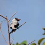 6-Hour Birdwatching Ruta de los Cenotes Playa del Carmen - The Value Proposition: What You Get for $165