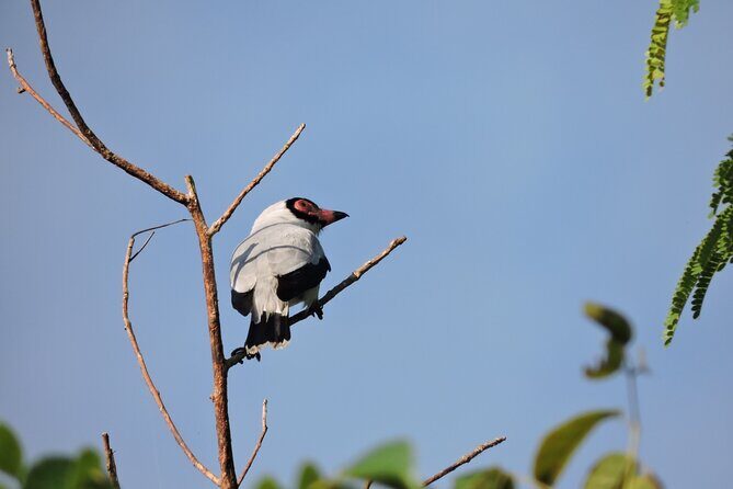 6-Hour Birdwatching Ruta de los Cenotes Playa del Carmen - The Value Proposition: What You Get for $165