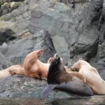 6 hour Covered Boat Whale Watching Tour - Detailed Breakdown of the Itinerary