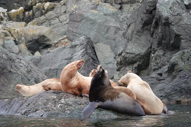 6 hour Covered Boat Whale Watching Tour - Detailed Breakdown of the Itinerary