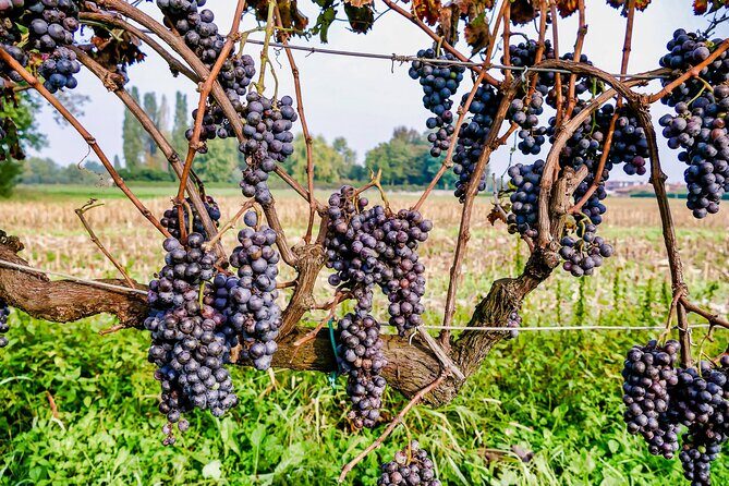 6-hour Private Luxury SUV Wine Tour in Napa Or Sonoma Valley - Why the Price Is a Good Deal