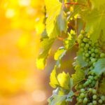 6 Hour Wine, Cheese, Chocolate Tasting Tour with Lunch - Exploring the Itinerary: What You Can Expect