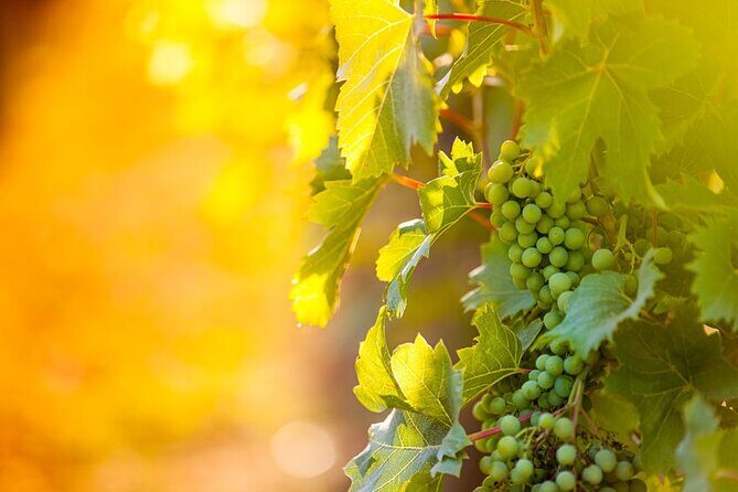6 Hour Wine, Cheese, Chocolate Tasting Tour with Lunch - Exploring the Itinerary: What You Can Expect