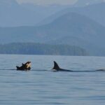 6 hour Zodiac Whale Watching Tour - Who will love this tour?