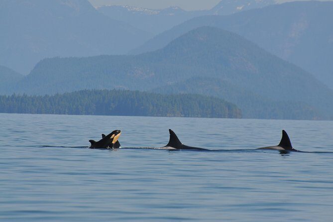 6 hour Zodiac Whale Watching Tour - Who will love this tour?