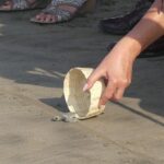 6Hr Cruise or Hotels City Tour, Divers, Baby Turtles Peace Chapel - Why This Tour Is Worth Considering