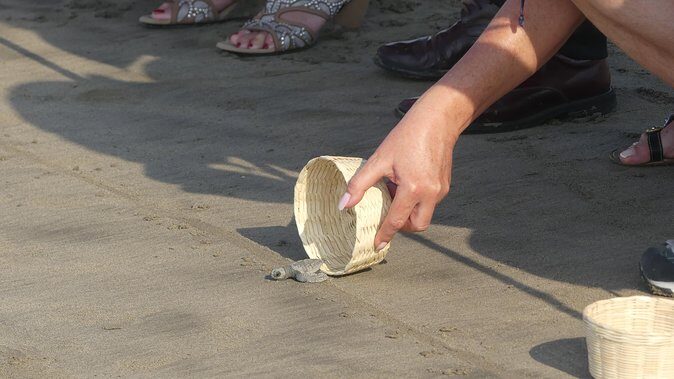 6Hr Cruise or Hotels City Tour, Divers, Baby Turtles Peace Chapel - Why This Tour Is Worth Considering