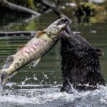 6hr Custom Private Tour of Ketchikan (4 People) Wildlife + More - Who Would Enjoy This Tour?