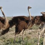 7-Day Garden Route Safari Adventure from Cape Town - What Makes This Tour Stand Out