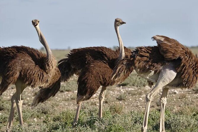 7-Day Garden Route Safari Adventure from Cape Town - What Makes This Tour Stand Out