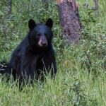 7 Days Canadian Rockies Camping Tour Package - Authentic Experiences and Authentic Guides