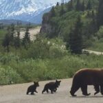 7 Hour Private Emerald Lake Van Excursion - The Experience: What Travelers Are Saying