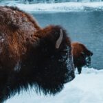 9-Day winter Yellowstone Tour with Southern Utah and Arizona - Transportation and Group Size