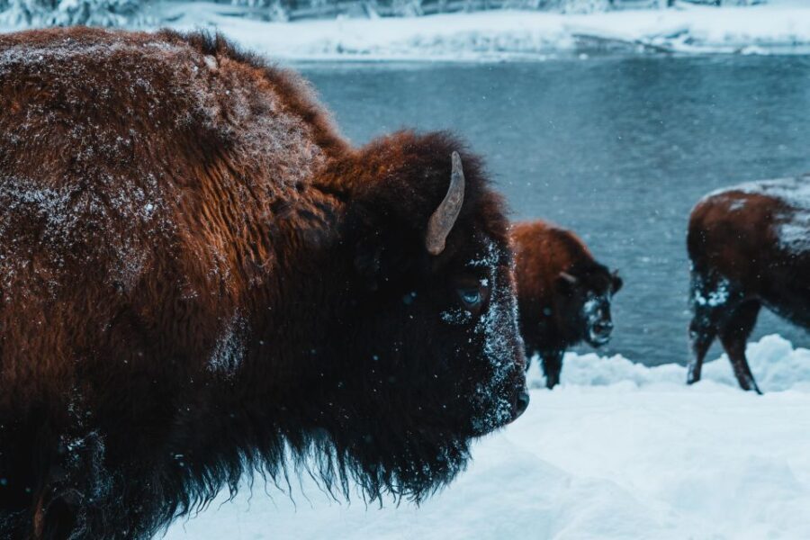 9-Day winter Yellowstone Tour with Southern Utah and Arizona - Transportation and Group Size