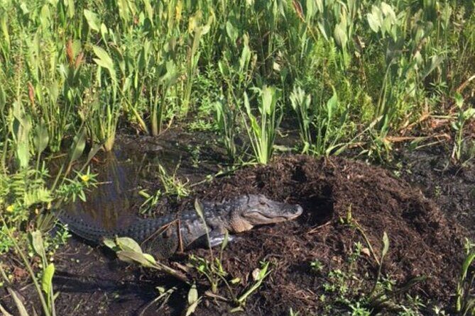 90 Minute Airboat Tour in the Florida Everglades - The Value of the Experience