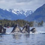 A Comfortable Sitka Whale Watching Wildlife Shore Excursion - The Itinerary in Detail