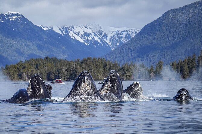 A Comfortable Sitka Whale Watching Wildlife Shore Excursion - The Itinerary in Detail