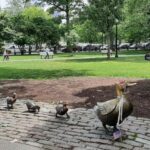 A Journey Through Time: a walking/driving tour of Boston - Practical Details and Value