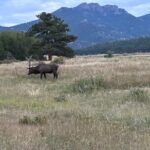 A Rutin' Good Time; Elk Tour in Rocky Mountain National Park - The Itinerary Breakdown: What to Expect