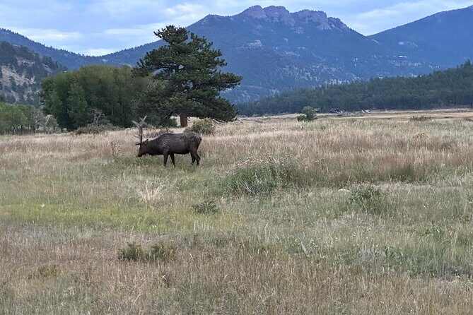A Rutin' Good Time; Elk Tour in Rocky Mountain National Park - The Itinerary Breakdown: What to Expect