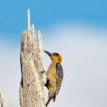 Acapulco: Early Birding Feathered Wonders with Breakfast - The Birdwatching Experience: Nature and Discovery