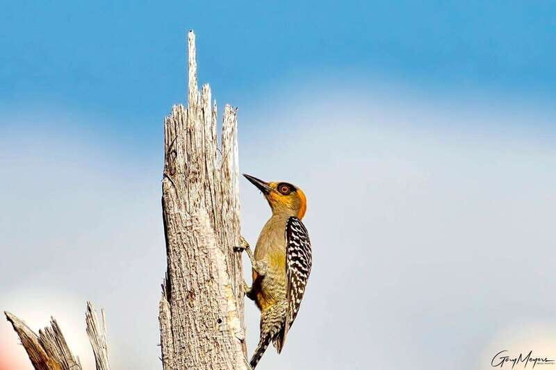 Acapulco: Early Birding Feathered Wonders with Breakfast - The Birdwatching Experience: Nature and Discovery