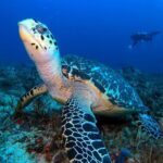 Advanced Open Water Diver course PADI in Playa del Carmen - The Quality of Instruction