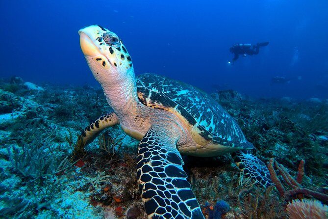 Advanced Open Water Diver course PADI in Playa del Carmen - The Quality of Instruction