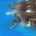 Adventure and Snorkel with the Whale Shark departing from Cancun - Snorkeling and Marine Life