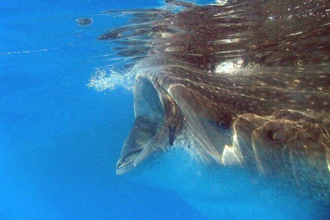 Adventure and Snorkel with the Whale Shark departing from Cancun - Snorkeling and Marine Life