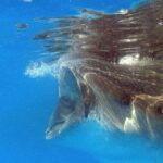 Adventure and Snorkel with the Whale Shark From Playa del Carmen - The Experience and Its Value