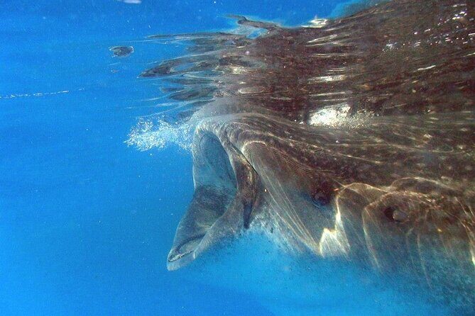 Adventure and Snorkel with the Whale Shark From Playa del Carmen - The Experience and Its Value