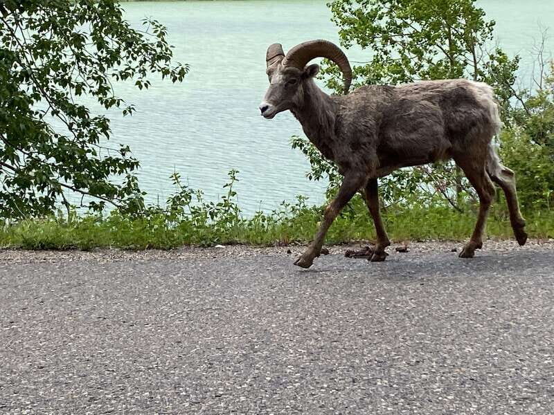 Affordable Banff, Lake Louise & Moraine Lake DayTrip Shuttle - Authentic Experiences Highlighted in Reviews