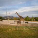 Africam Safari Conservation Park - The Animals and Their Habitat