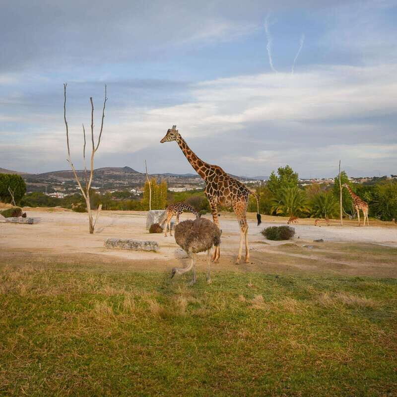 Africam Safari Conservation Park - The Animals and Their Habitat