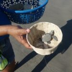 Afro-Mex Village Experience -Horseback Ride -Turtle Hatch & Crocs - Who Would Love This Tour?