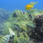 Afternoon Adventure Snorkel from Ka'anapali - Who Will Love This Experience?